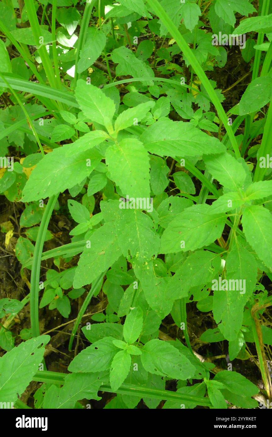 corn mint (Mentha arvensis Stock Photo - Alamy