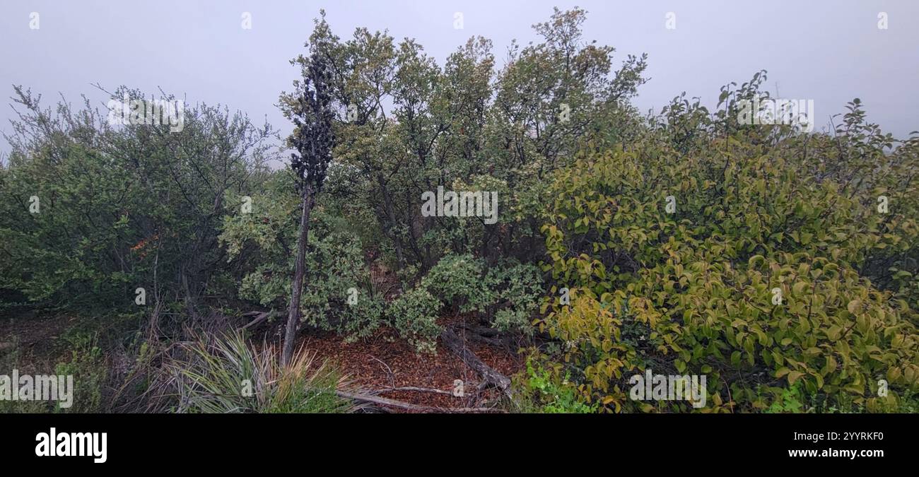 Engelmann oak (Quercus engelmannii Stock Photo - Alamy