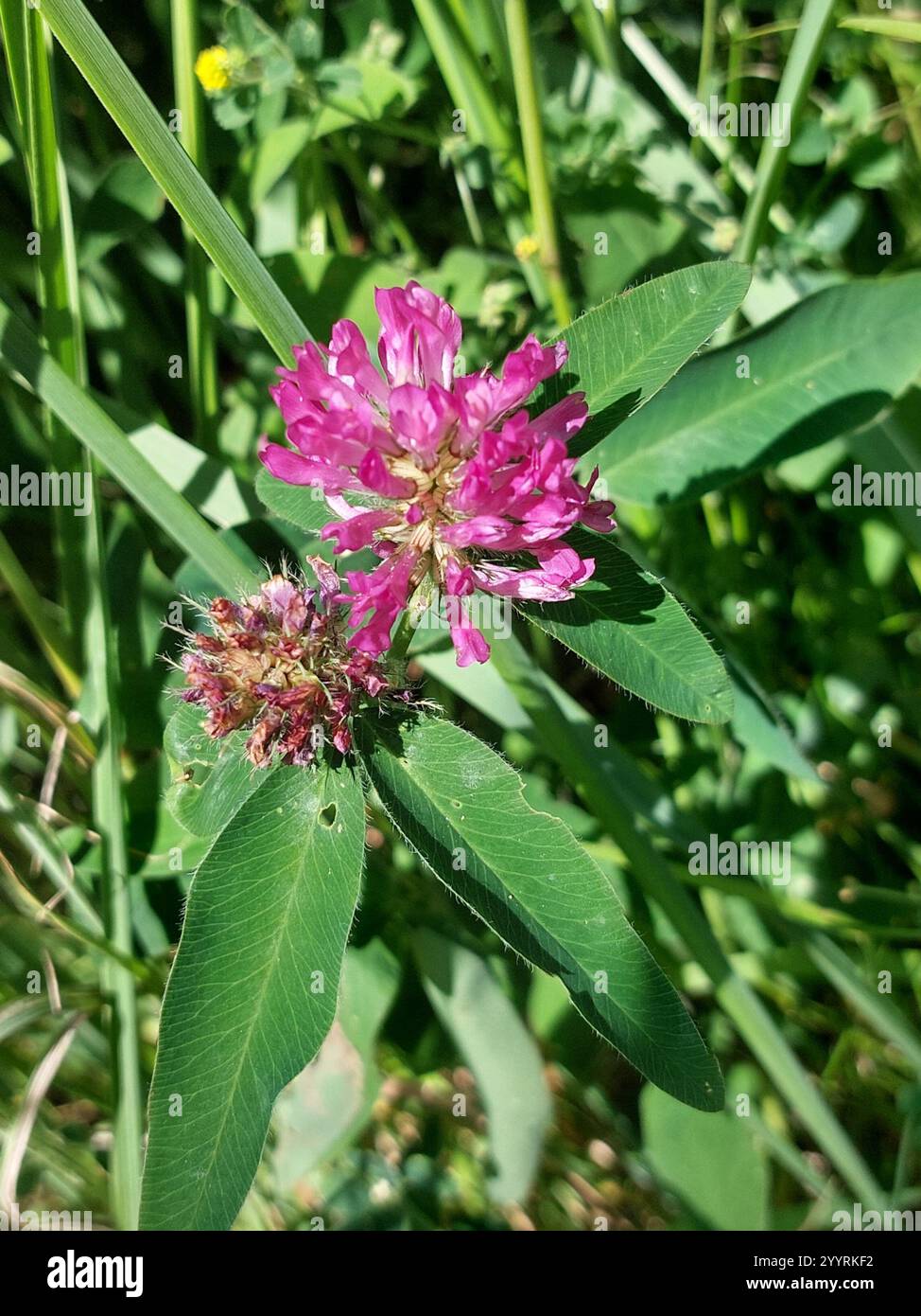 Zigzag Clover (Trifolium medium Stock Photo - Alamy
