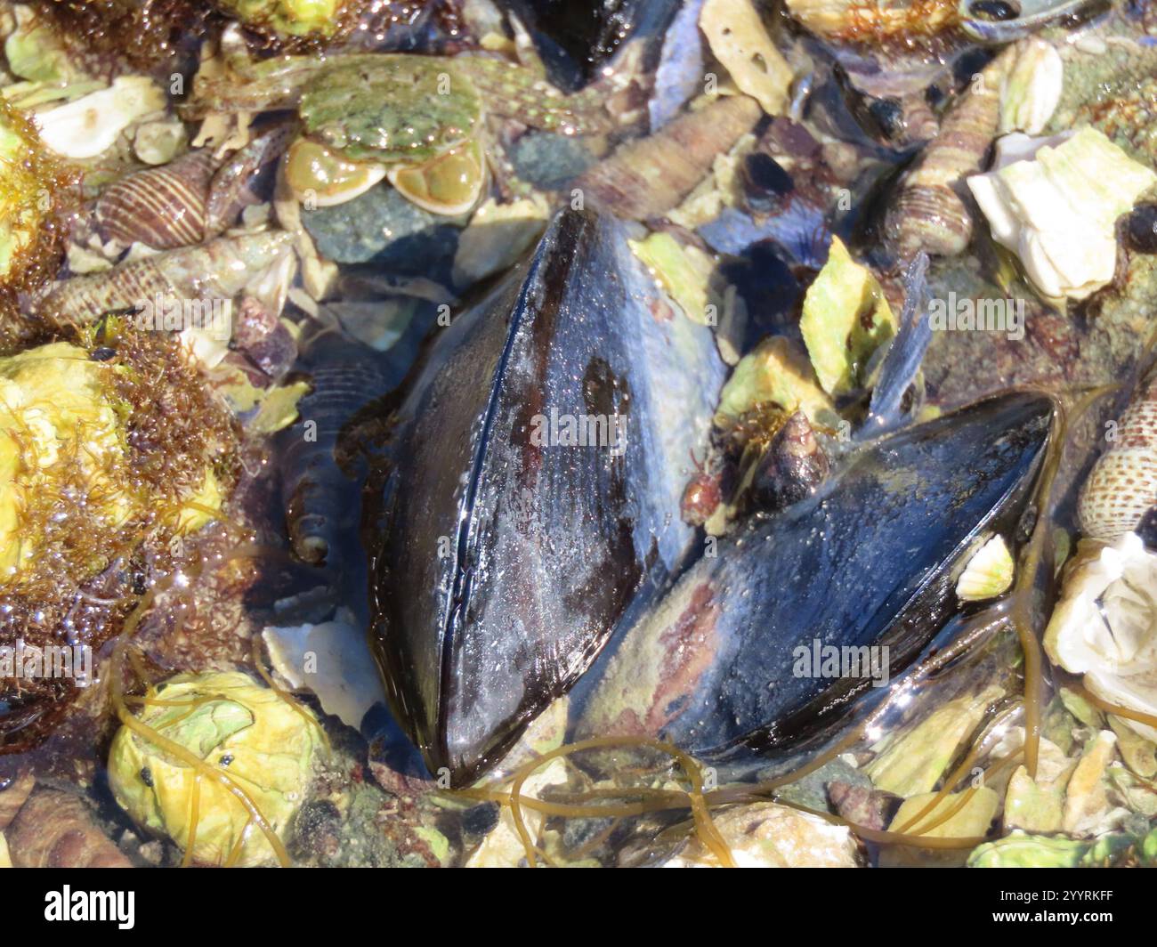 Blue Mussel Complex (Mytilus edulis Stock Photo - Alamy