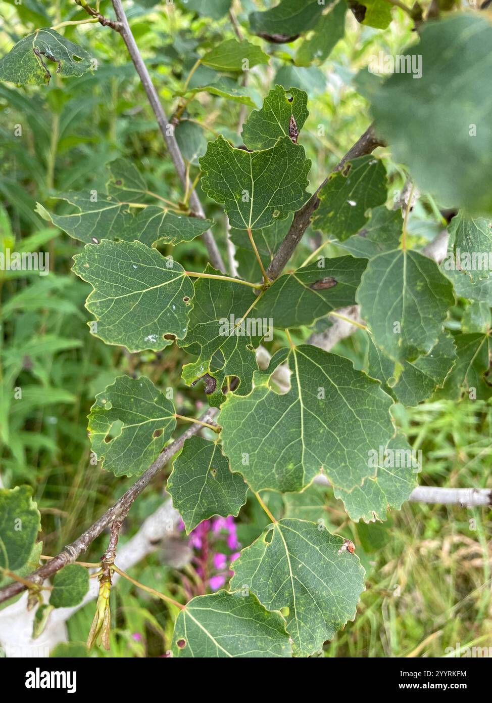 European aspen (Populus tremula Stock Photo - Alamy