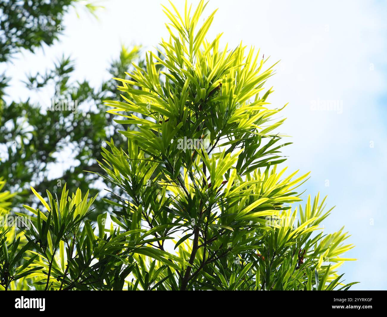 Nakai yellowwood (Podocarpus nakaii Stock Photo - Alamy