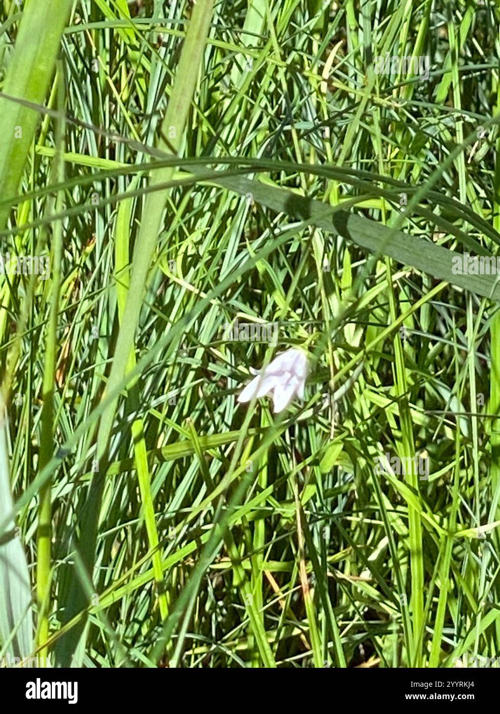Marsh Bellflower (Palustricodon aparinoides Stock Photo - Alamy