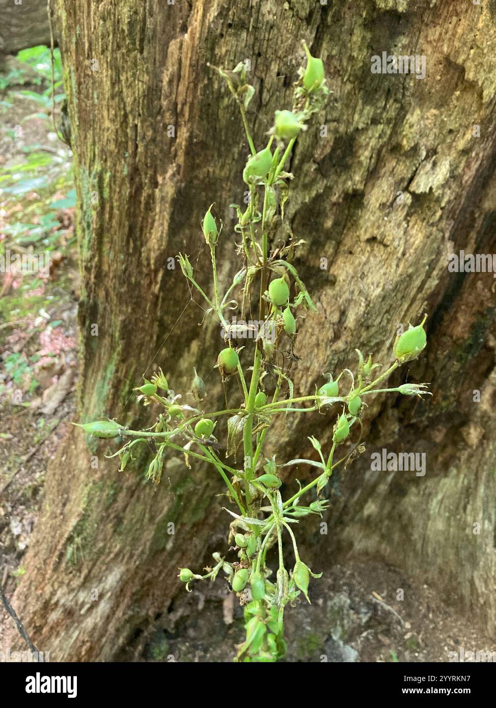 American columbo (Frasera caroliniensis Stock Photo - Alamy