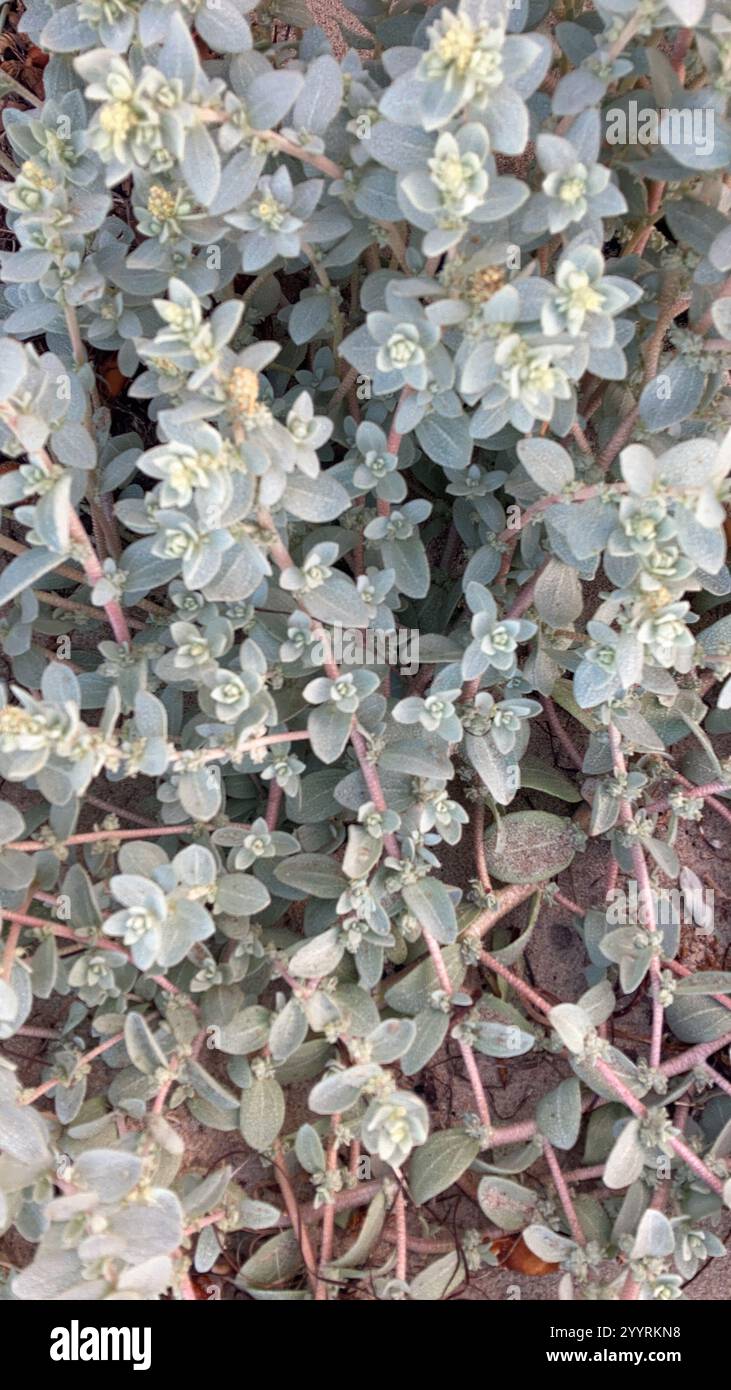 beach saltbush (Atriplex leucophylla Stock Photo - Alamy