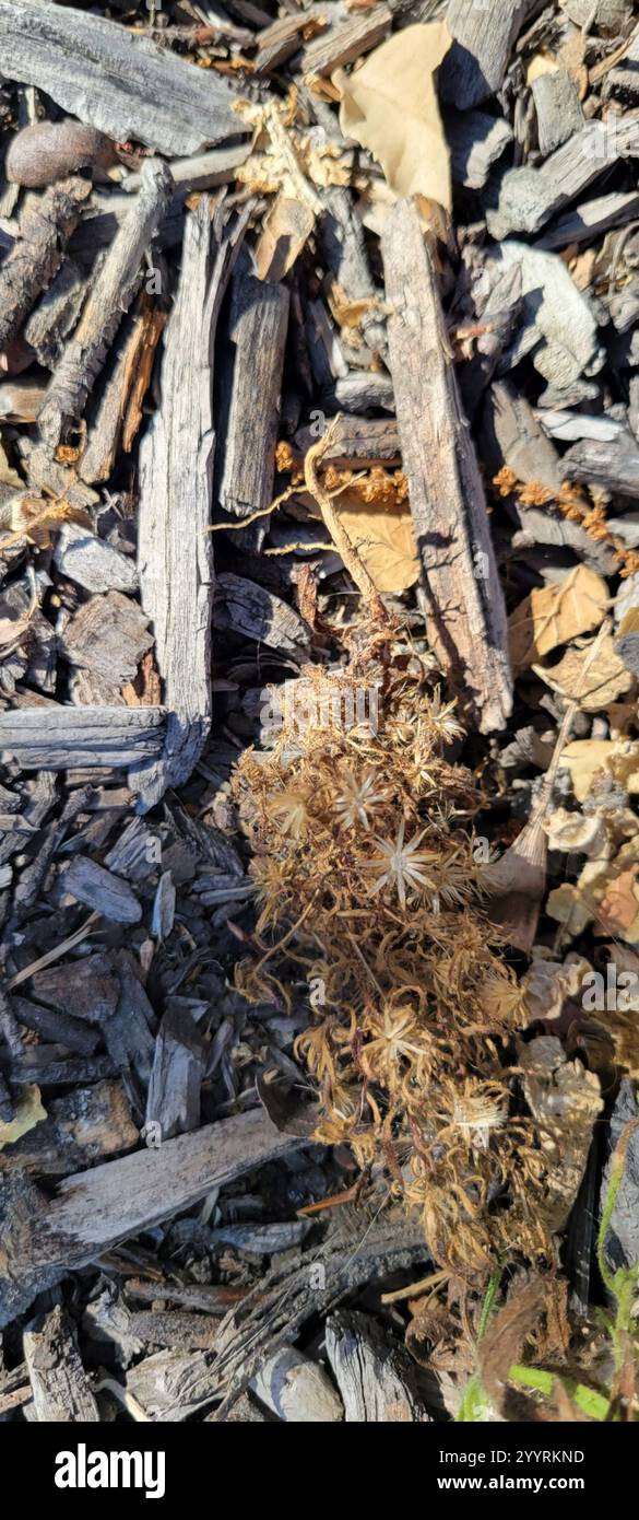 Stinkwort dittrichia graveolens hi-res stock photography and images - Alamy