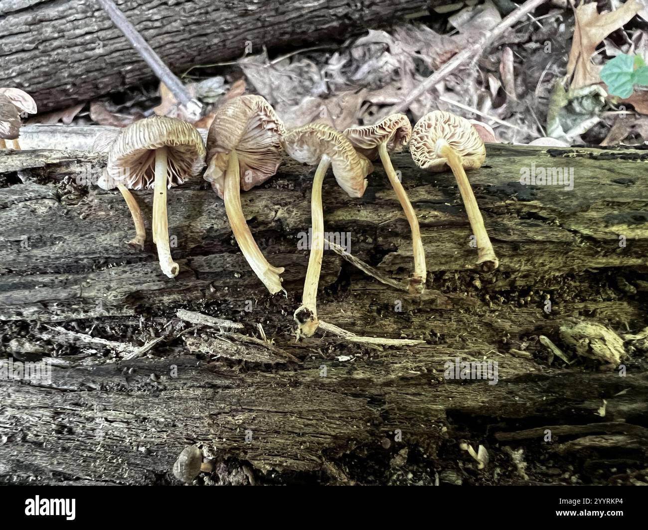 Pleated Pluteus (Pluteus longistriatus Stock Photo - Alamy