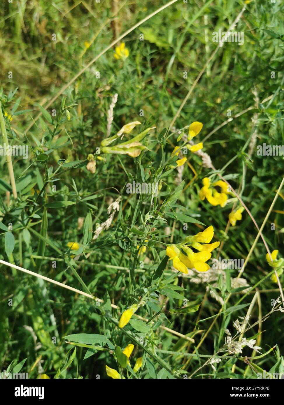 meadow pea (Lathyrus pratensis Stock Photo - Alamy