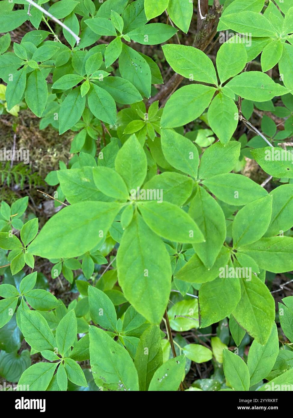 mock azalea (Rhododendron menziesii Stock Photo - Alamy