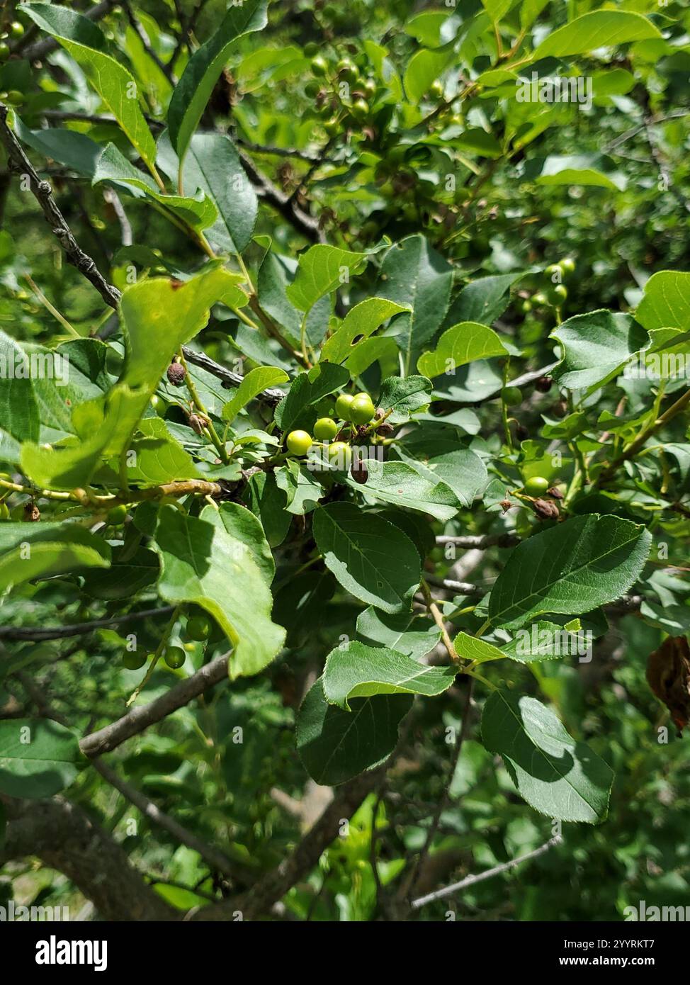chokecherry (Prunus virginiana Stock Photo - Alamy