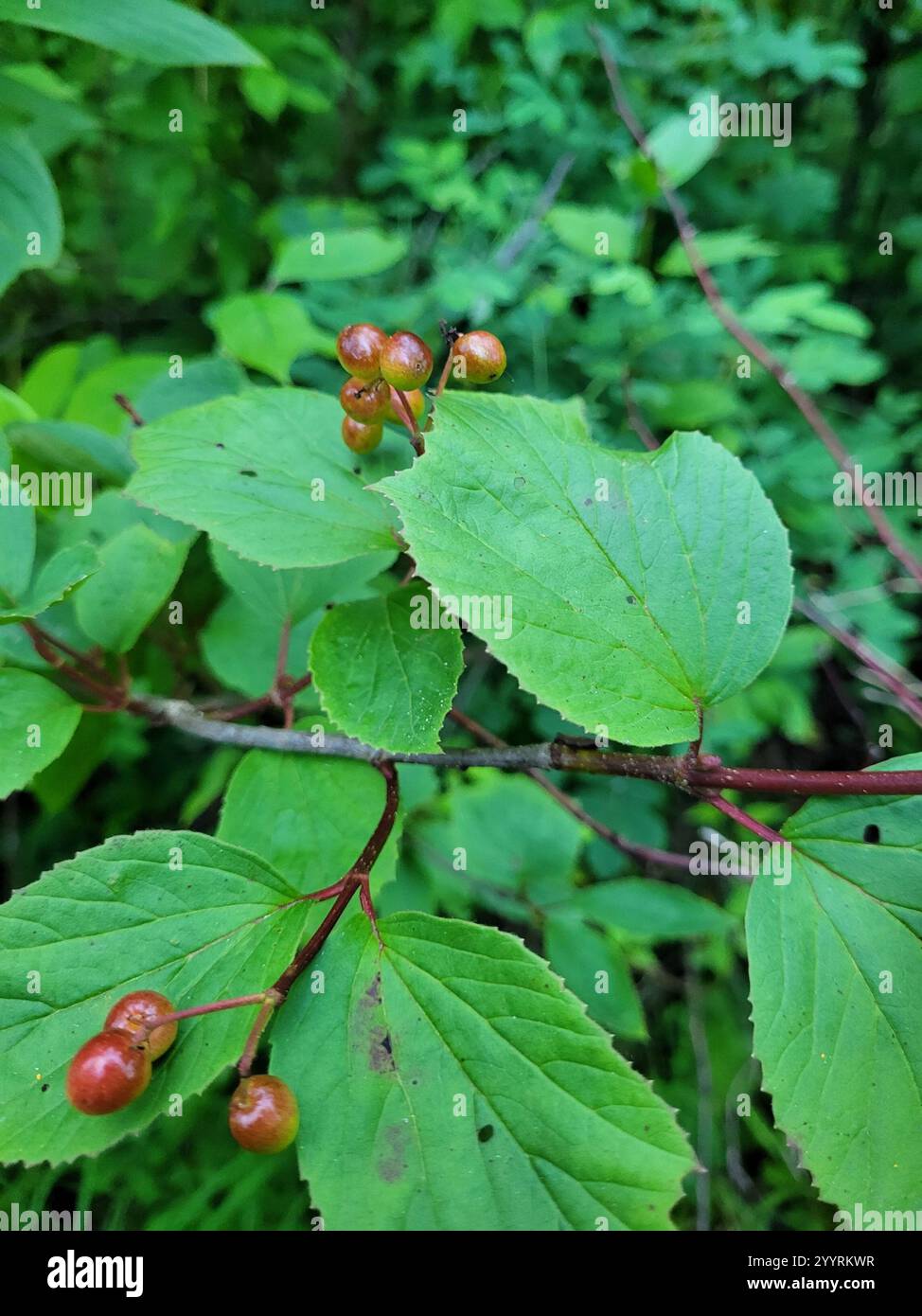 squashberry (Viburnum edule Stock Photo - Alamy
