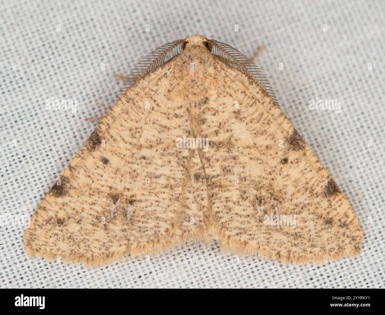 Geometer Moths (Geometridae Stock Photo - Alamy