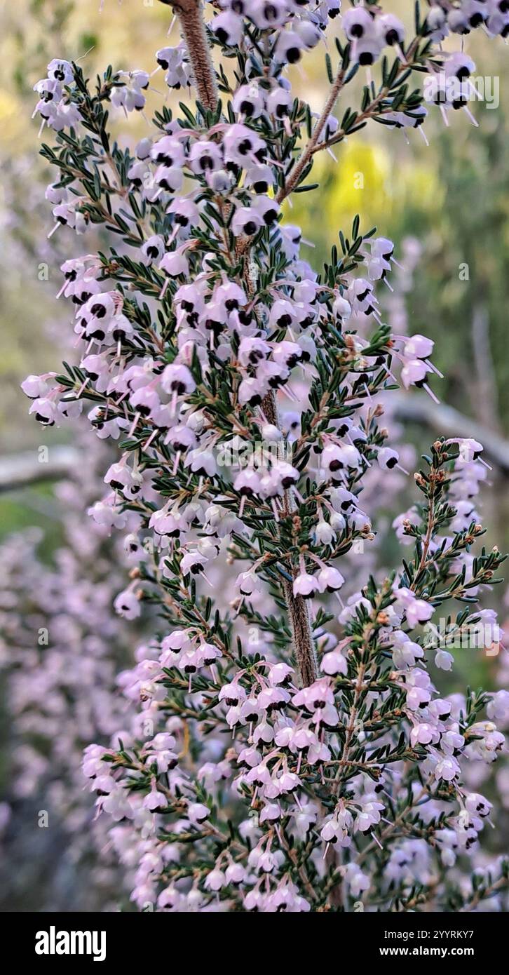Hairy Grey Heather (Erica canaliculata Stock Photo - Alamy