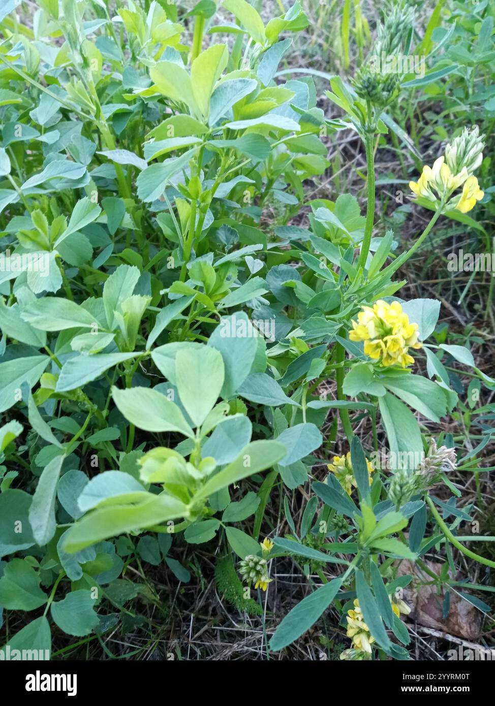 sickle alfalfa (Medicago falcata Stock Photo - Alamy