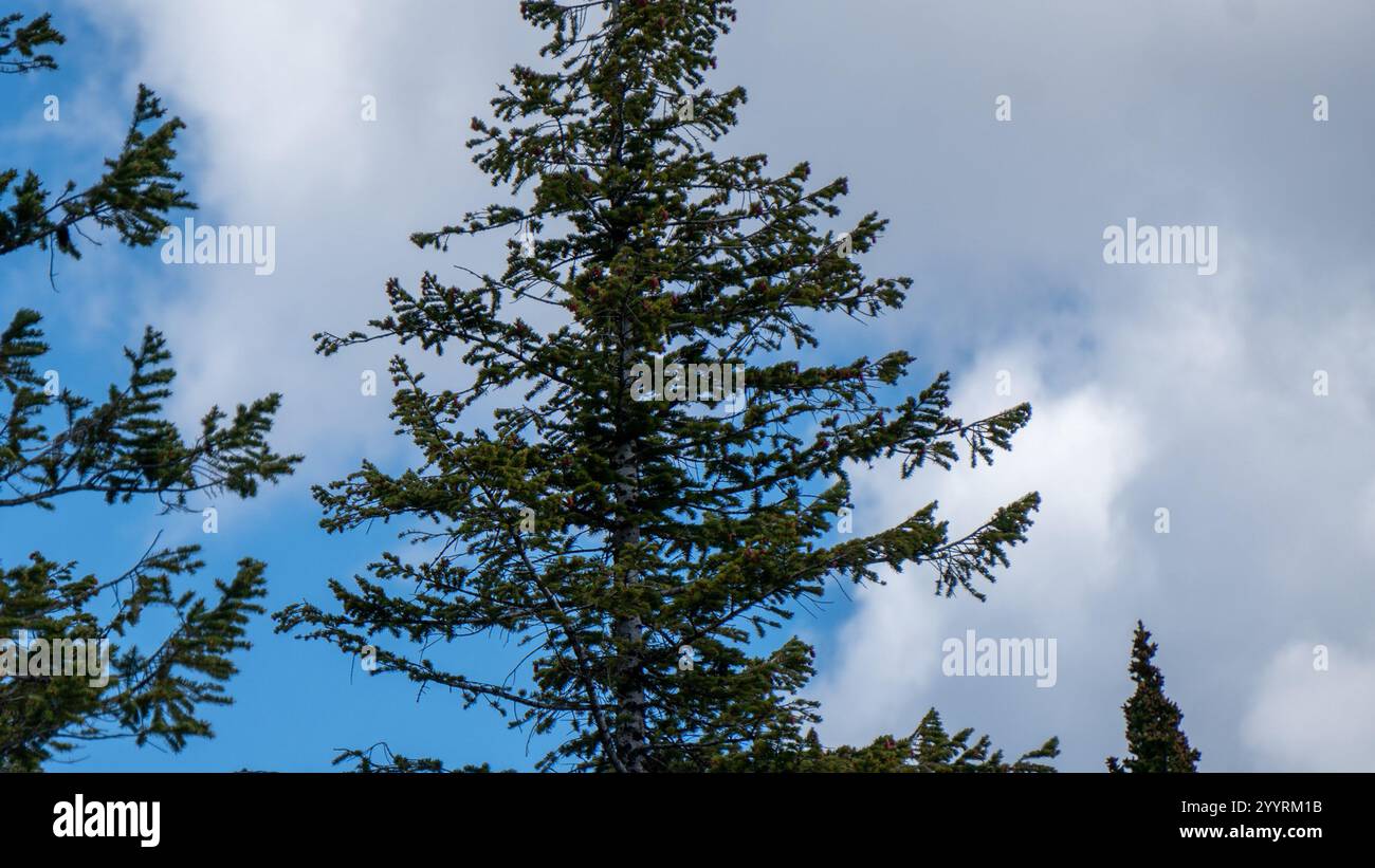 pine family (Pinaceae Stock Photo - Alamy
