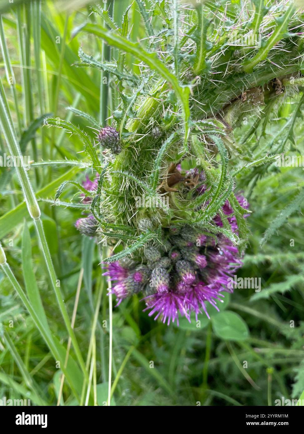 Marsh Thistle (Cirsium palustre Stock Photo - Alamy