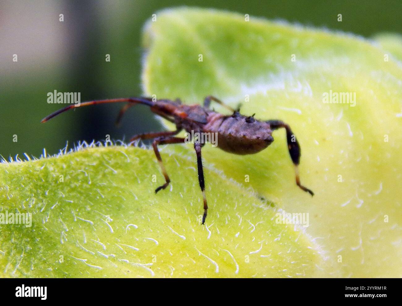 Eastern Leaf-footed Bug (Leptoglossus phyllopus Stock Photo - Alamy