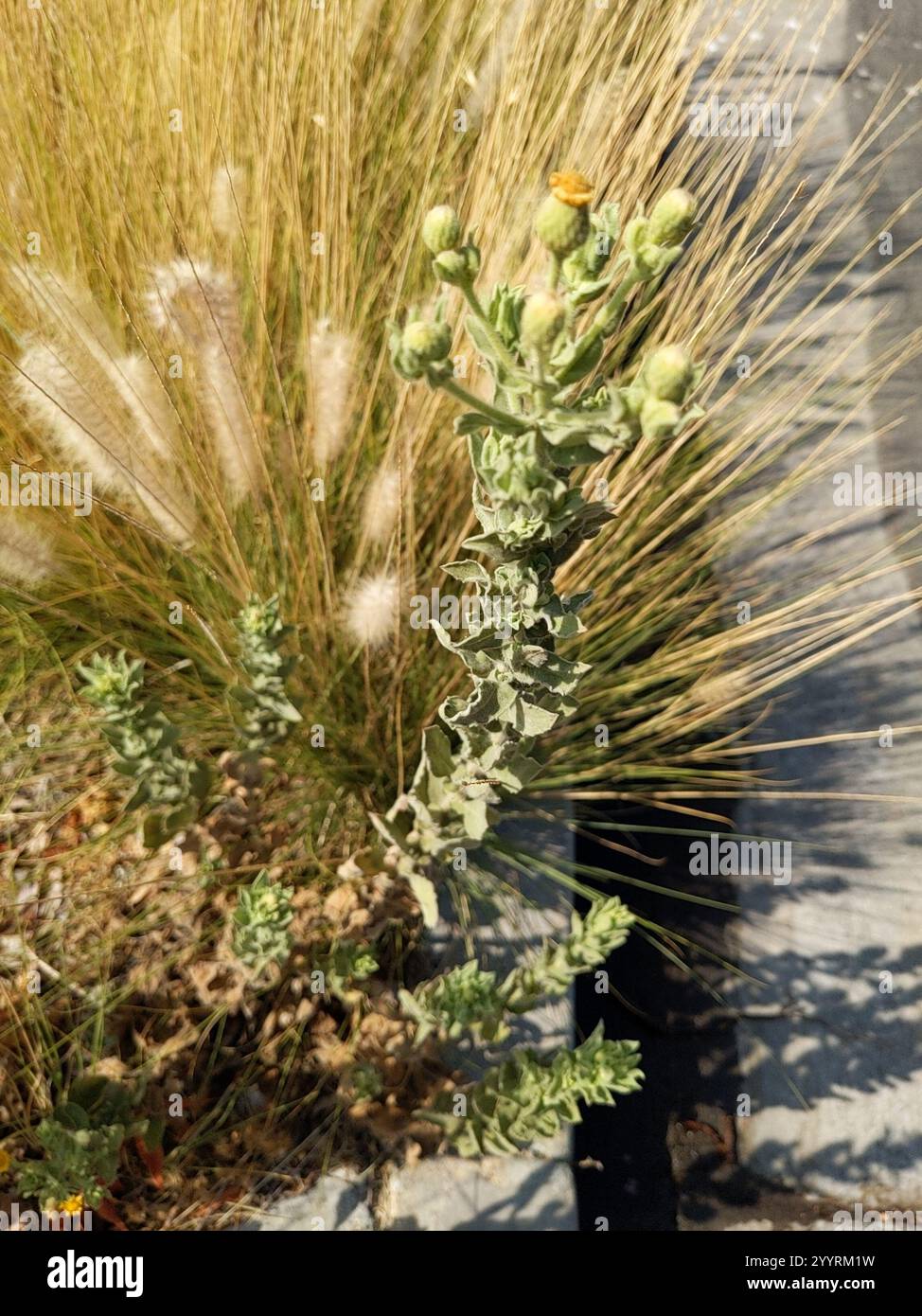 Telegraphweed (Heterotheca grandiflora Stock Photo - Alamy