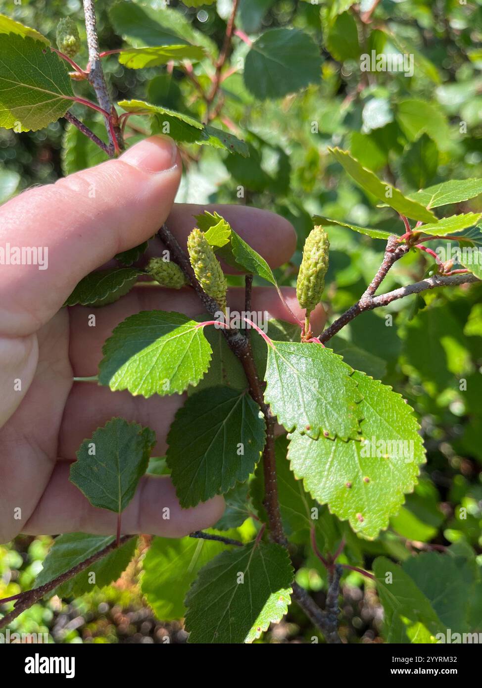 dwarf resin birch (Betula glandulosa Stock Photo - Alamy