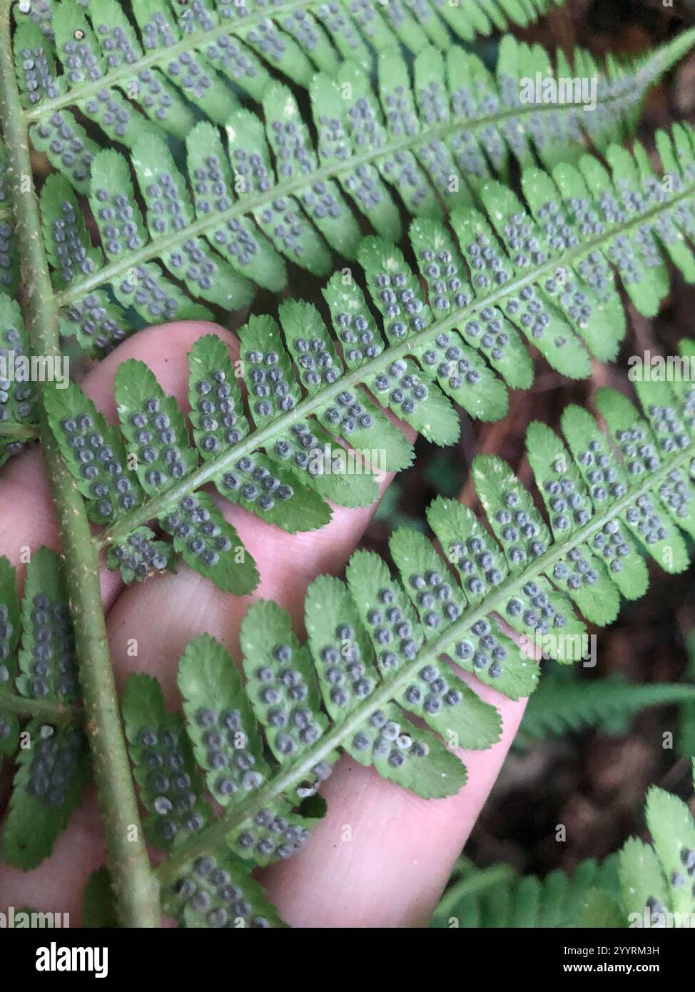 male fern (Dryopteris filix-mas Stock Photo - Alamy