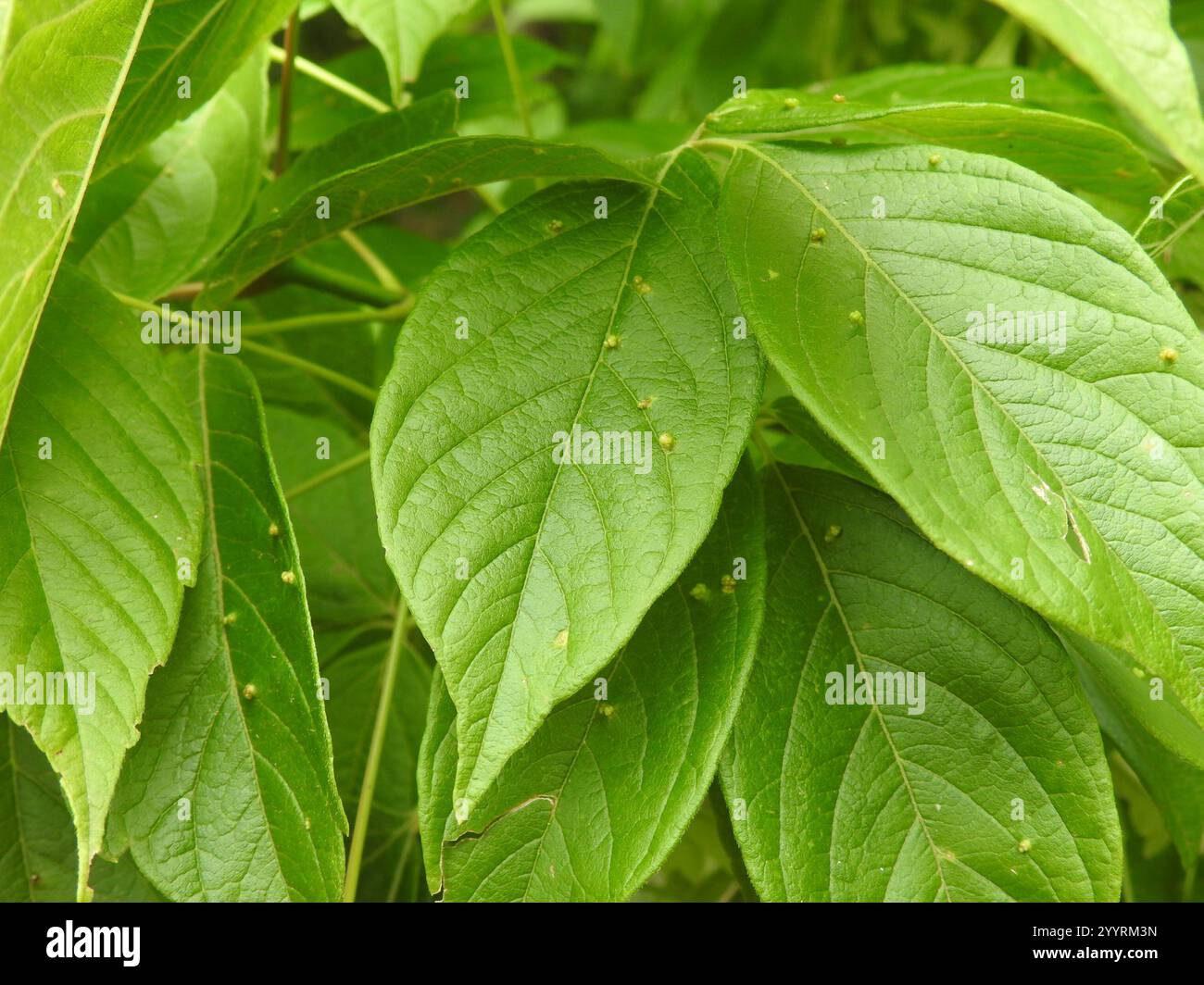 box elder pouch gall mite (Aceria negundi Stock Photo - Alamy