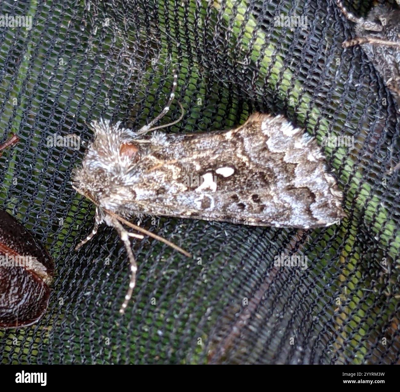 Plusiine Looper Moths (Plusiinae Stock Photo - Alamy