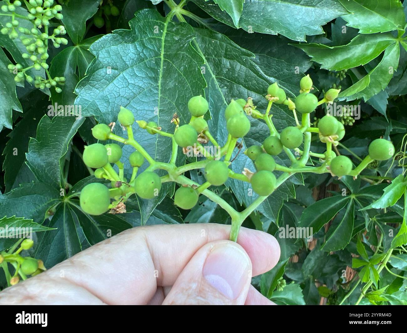 thicket creeper (Parthenocissus inserta Stock Photo - Alamy