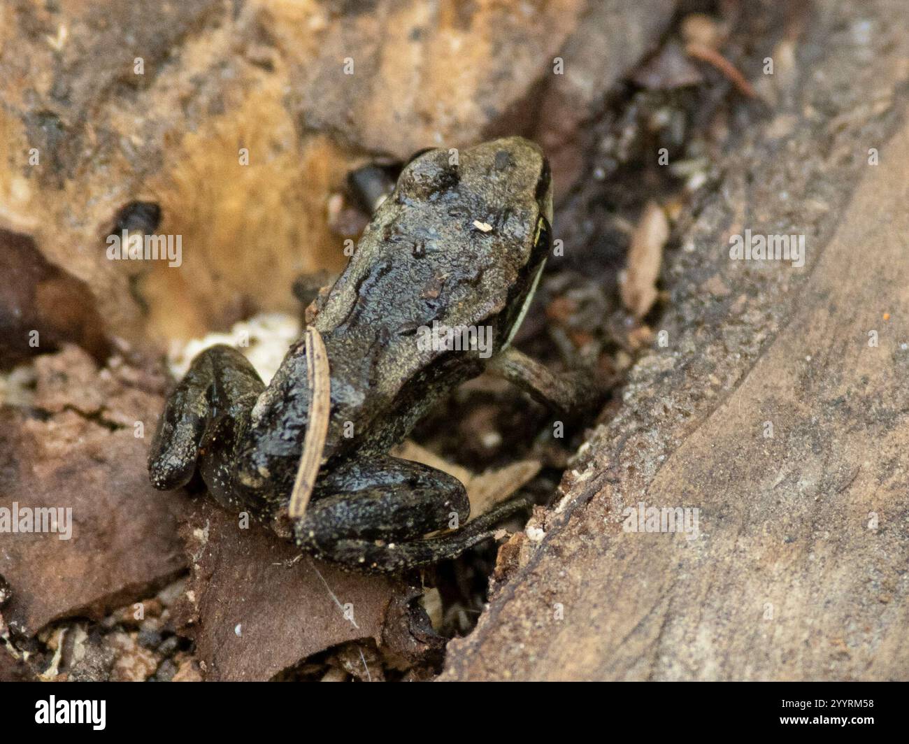 Wood Frog (Lithobates sylvaticus Stock Photo - Alamy