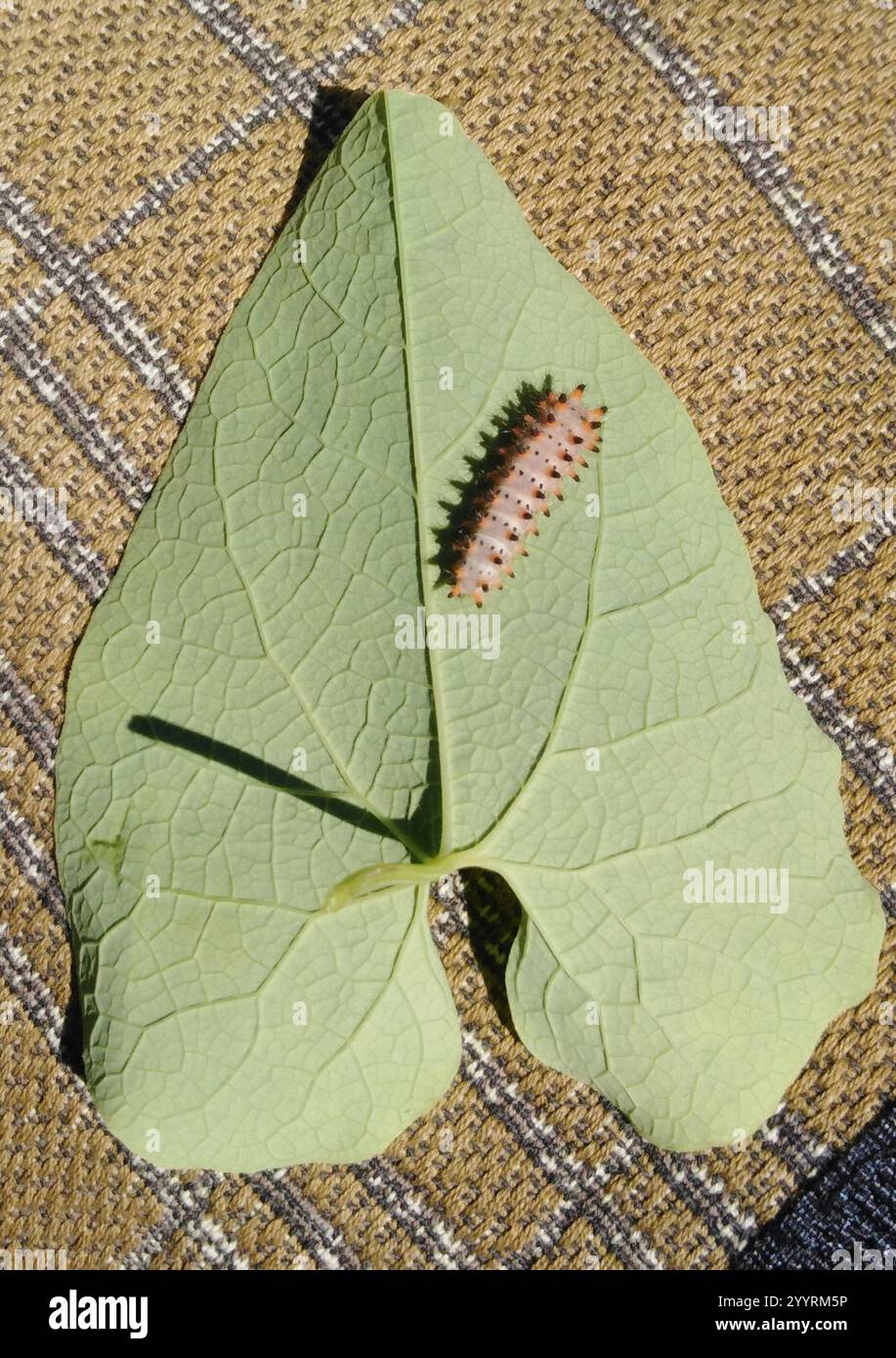 Southern Festoon (Zerynthia polyxena Stock Photo - Alamy