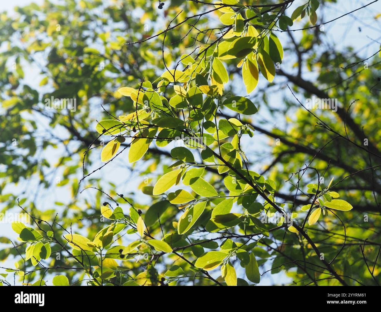 Pop-gun Seed (Bridelia tomentosa Stock Photo - Alamy