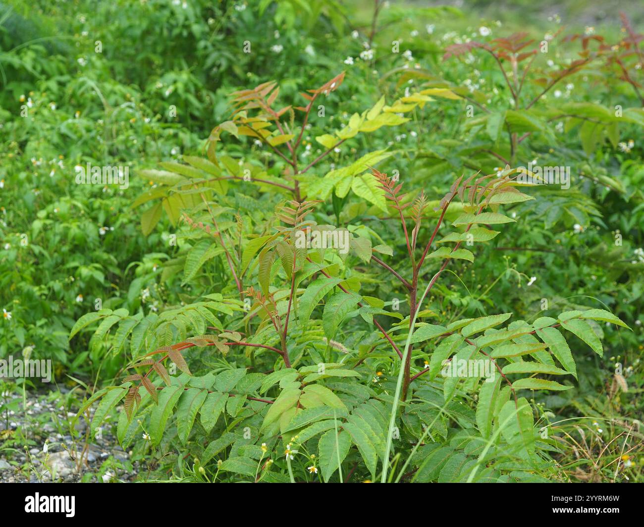 (Rhus chinensis roxburghii Stock Photo - Alamy