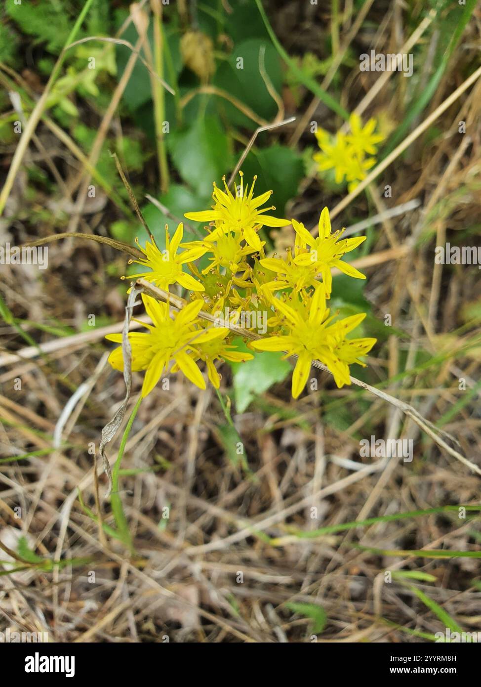 Reflexed Stonecrop (Petrosedum rupestre Stock Photo - Alamy