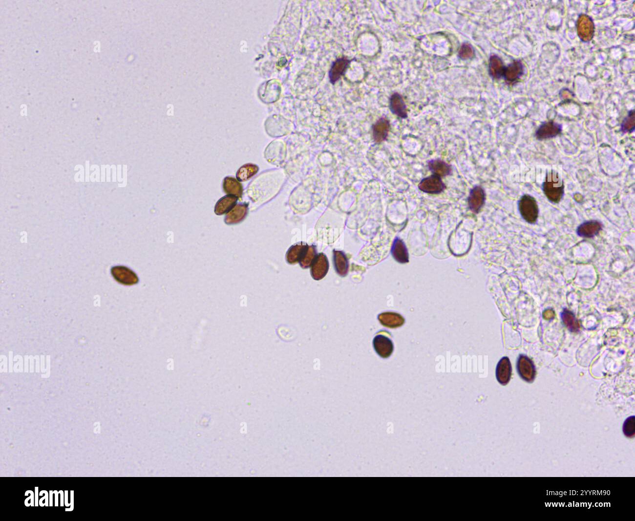 Banded Mottlegill (Panaeolus cinctulus Stock Photo - Alamy