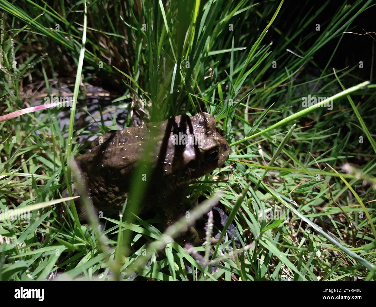 Western Toad (Anaxyrus boreas Stock Photo - Alamy