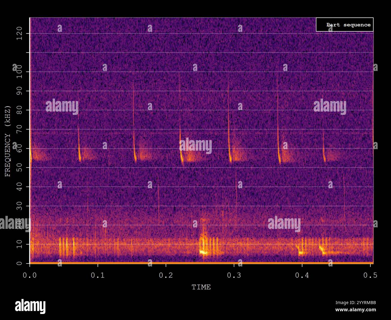 Pygmy Pipistrelle (Pipistrellus pygmaeus Stock Photo - Alamy