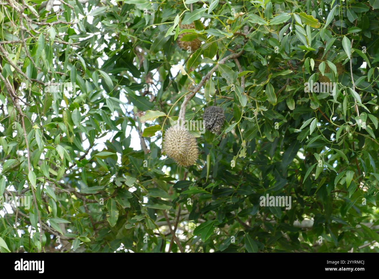 Flindersia hi-res stock photography and images - Alamy