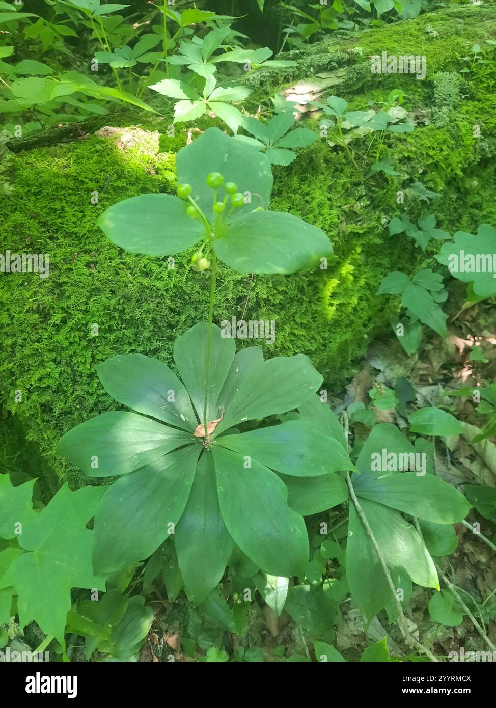 Cucumber Root (Medeola virginiana Stock Photo - Alamy