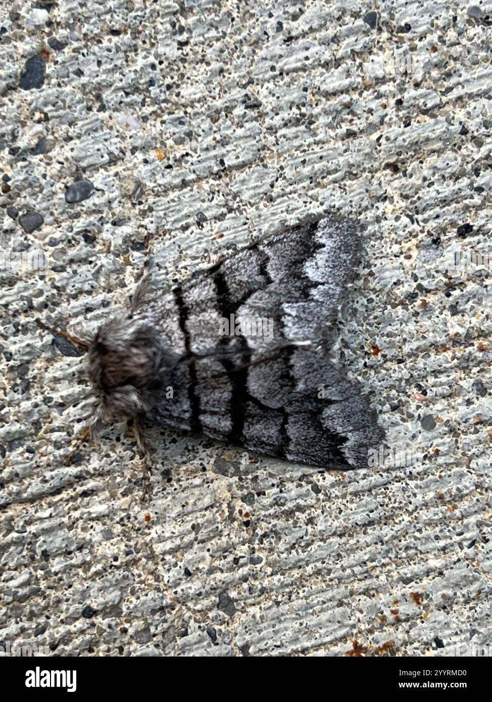 Eastern Panthea Moth (Panthea furcilla Stock Photo - Alamy