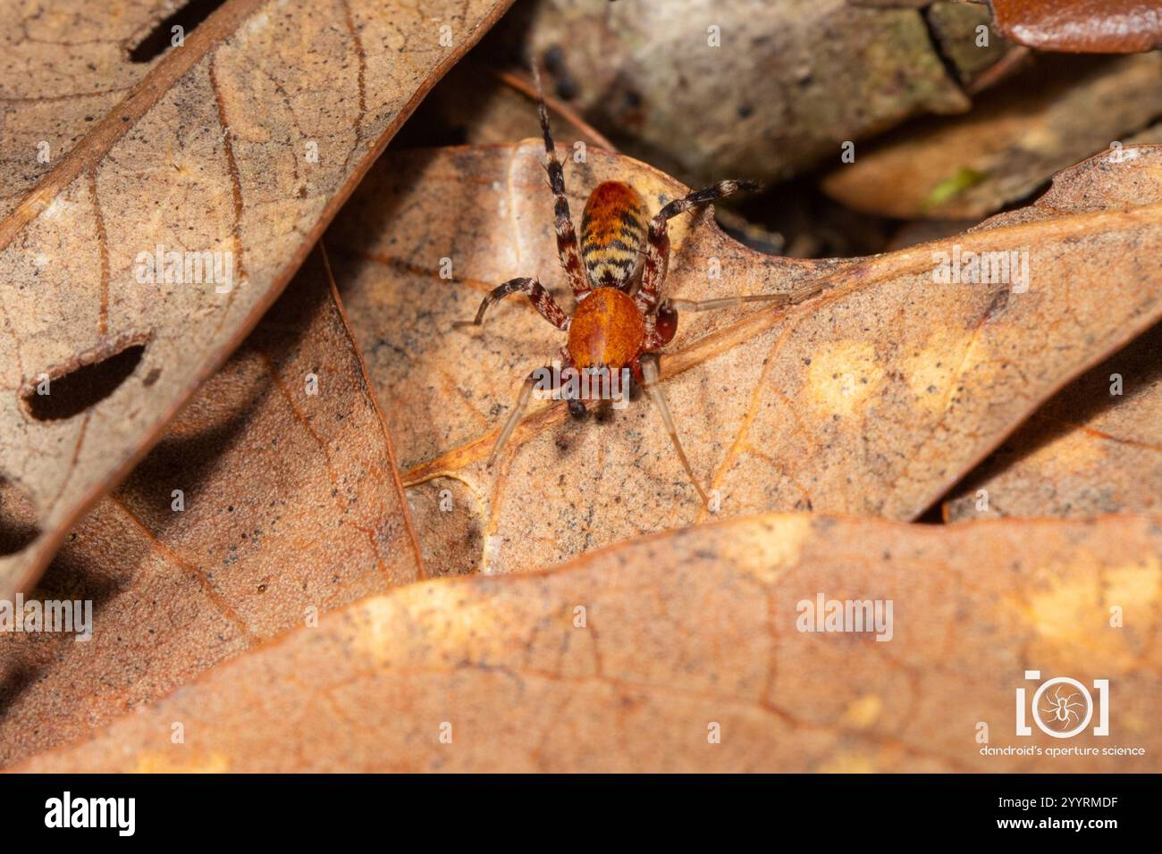 Orange Ant-mimic Sac Spider (Castianeira amoena Stock Photo - Alamy
