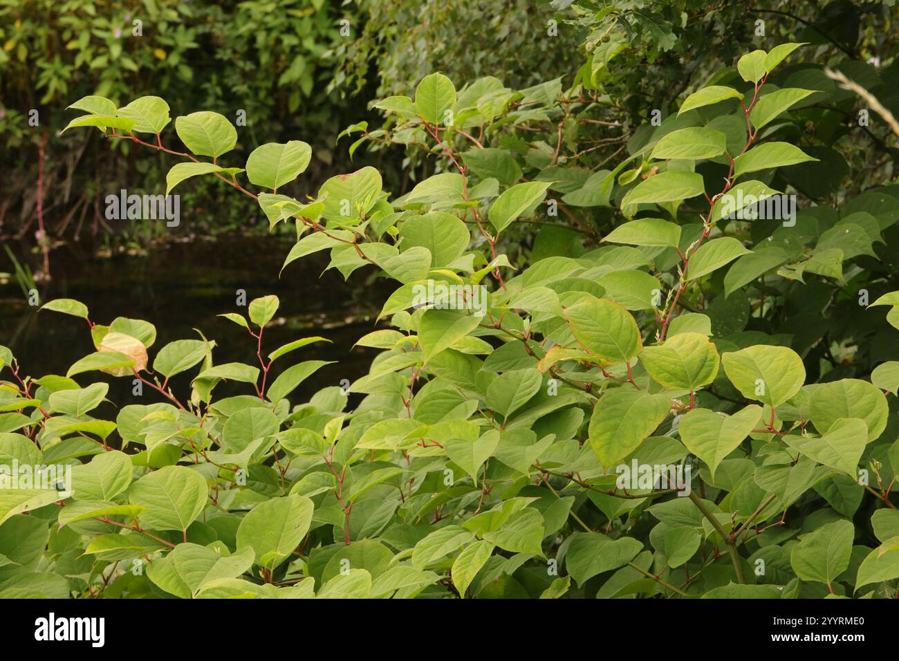 Japanese knotweed (Reynoutria japonica Stock Photo - Alamy
