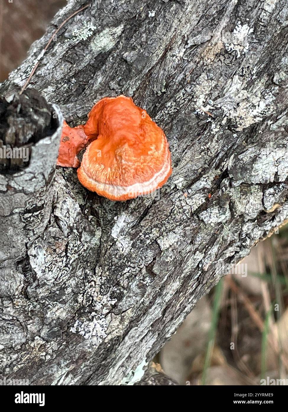 Southern Cinnabar Polypore (Trametes coccinea Stock Photo - Alamy