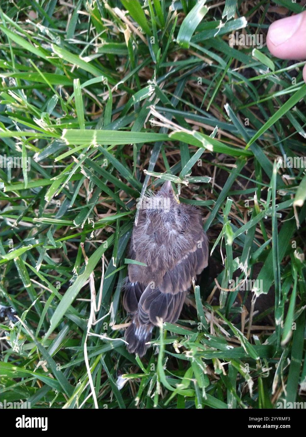 House Finch (Haemorhous mexicanus Stock Photo - Alamy