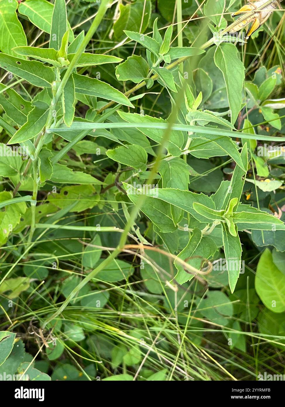 Perideridia hi-res stock photography and images - Alamy