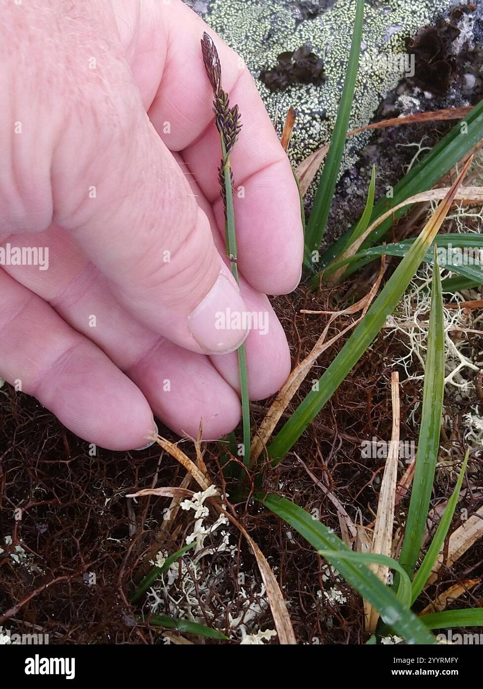 Bigelows sedge hi-res stock photography and images - Alamy