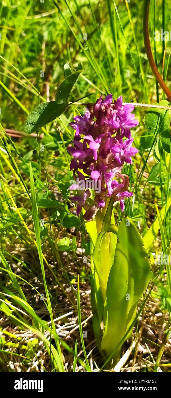 Early Marsh-orchid (Dactylorhiza incarnata Stock Photo - Alamy