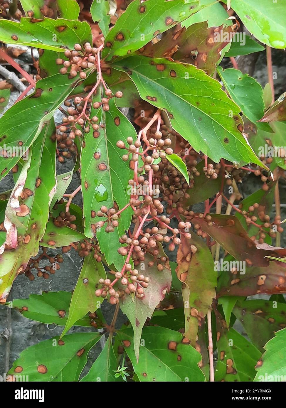 Virginia creeper (Parthenocissus quinquefolia Stock Photo - Alamy