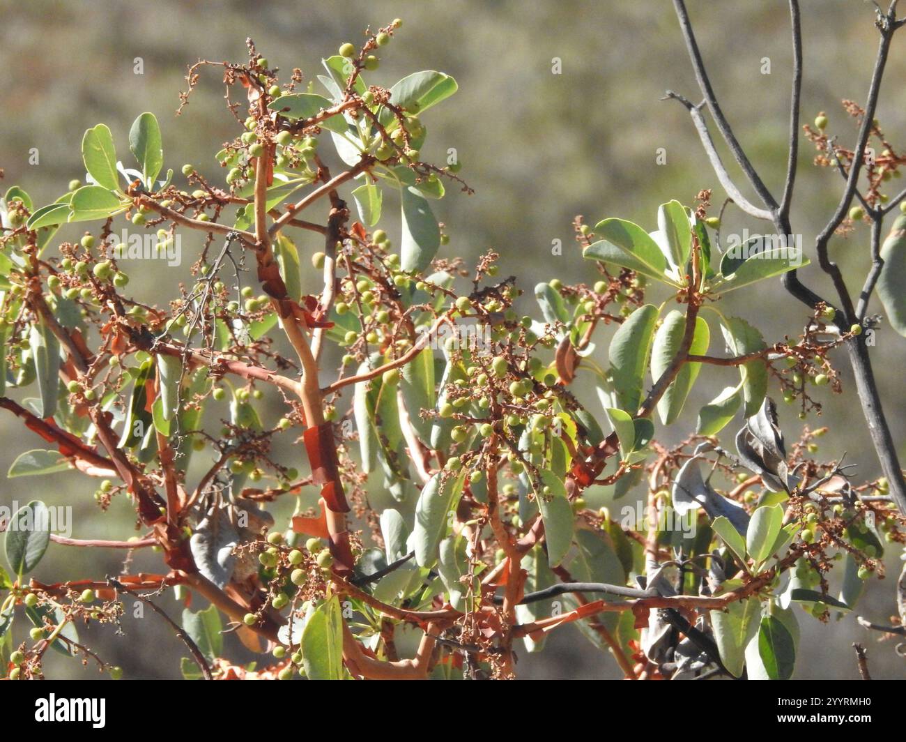 Pacific madrone (Arbutus menziesii Stock Photo - Alamy