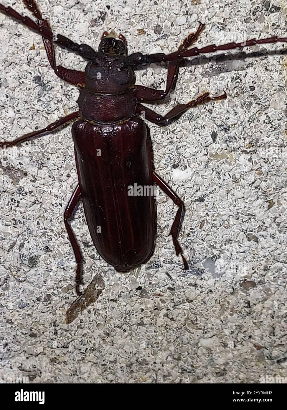 Brown Prionid (Orthosoma brunneum Stock Photo - Alamy