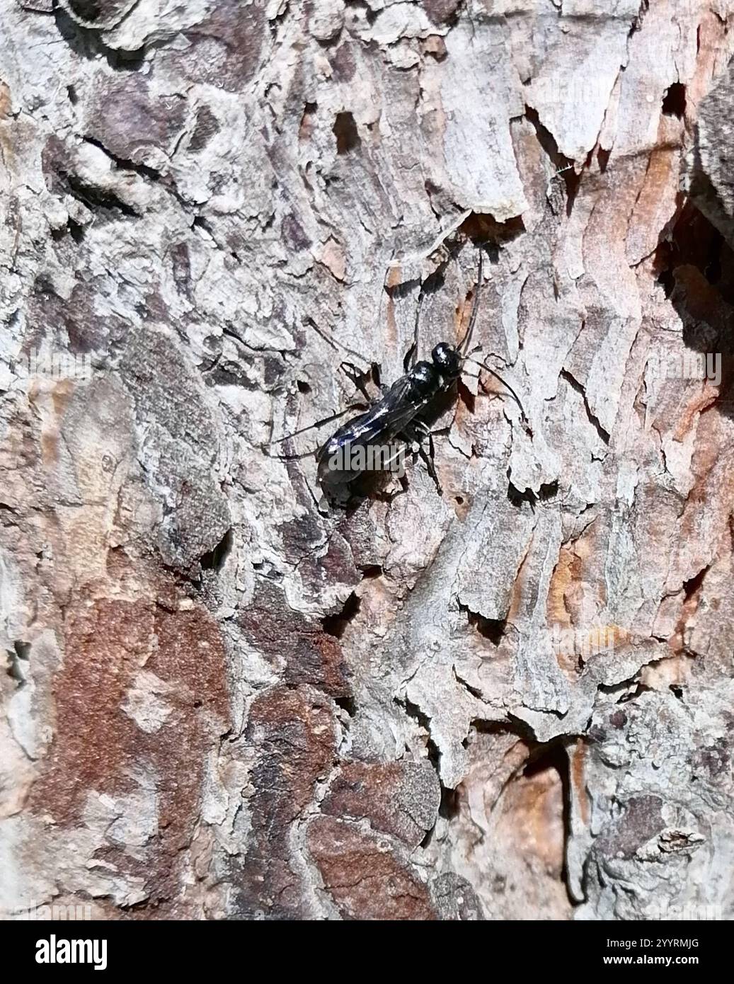 Spider Wasps (Pompilidae Stock Photo - Alamy