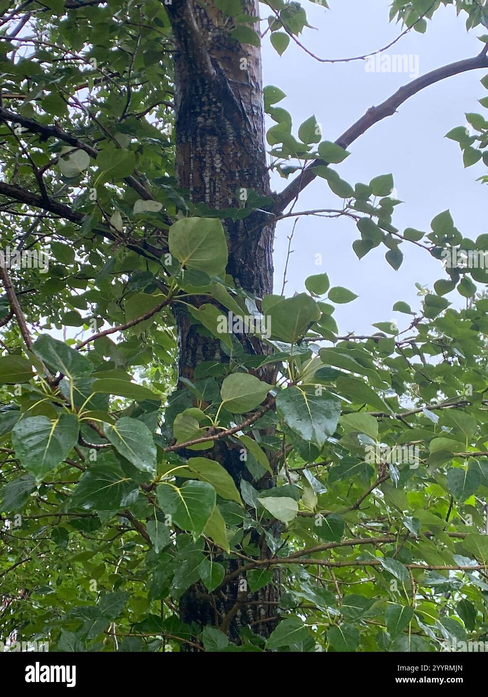 black cottonwood (Populus trichocarpa Stock Photo - Alamy